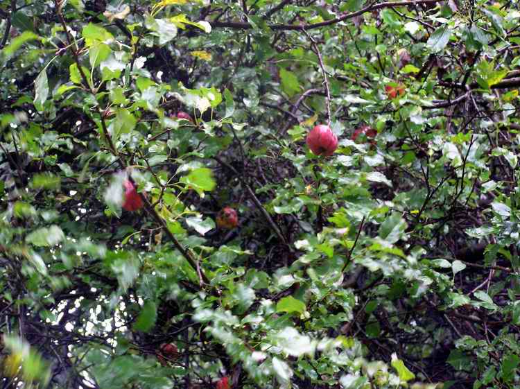 Apple – Hiker's Notebook