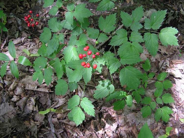 Baneberry – Hiker's Notebook