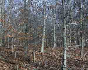 American Beech – Hiker's Notebook