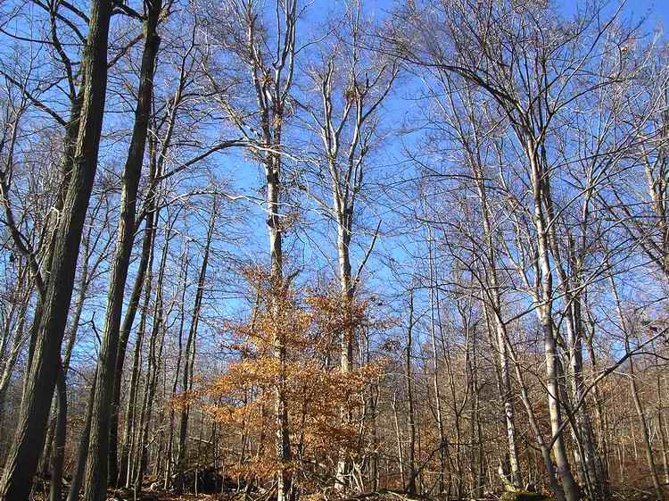 American Beech – Hiker's Notebook