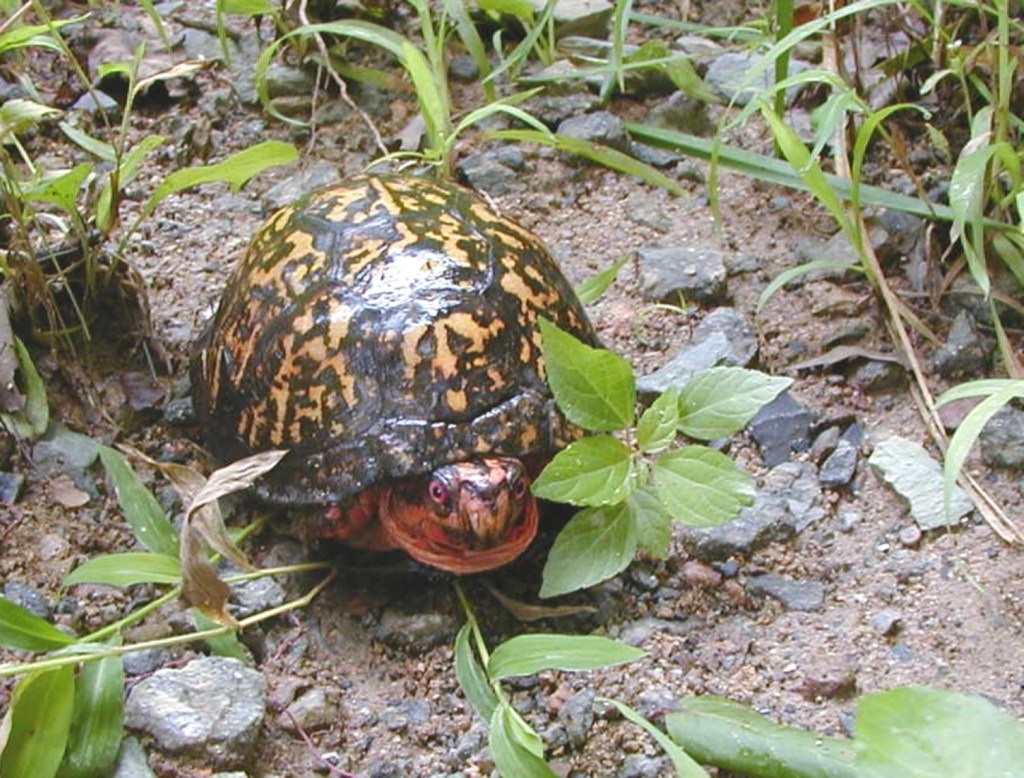 Box Turtle – Hiker's Notebook