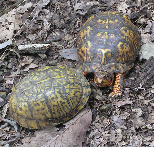 Box Turtle – Hiker's Notebook