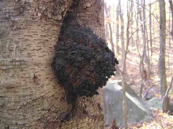 Chaga – Inonotus obliquus – Hiker's Notebook