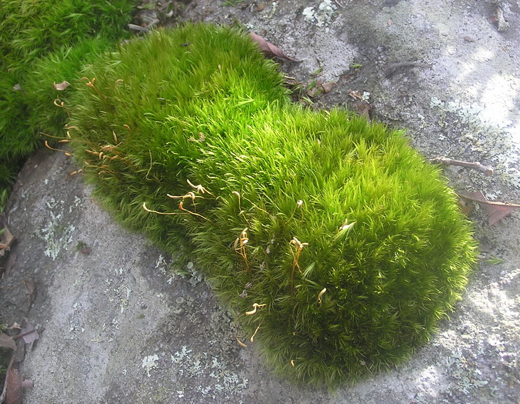Broom Moss – Hiker's Notebook