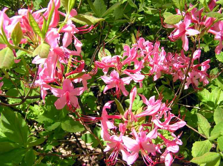 Azalea or Pinxter Flower – Hiker's Notebook