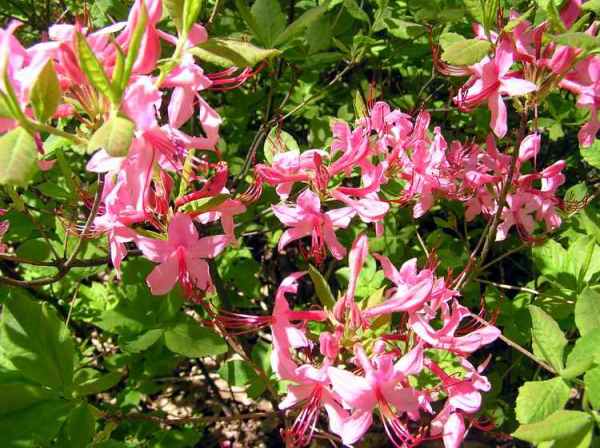 Azalea or Pinxter Flower – Hiker's Notebook