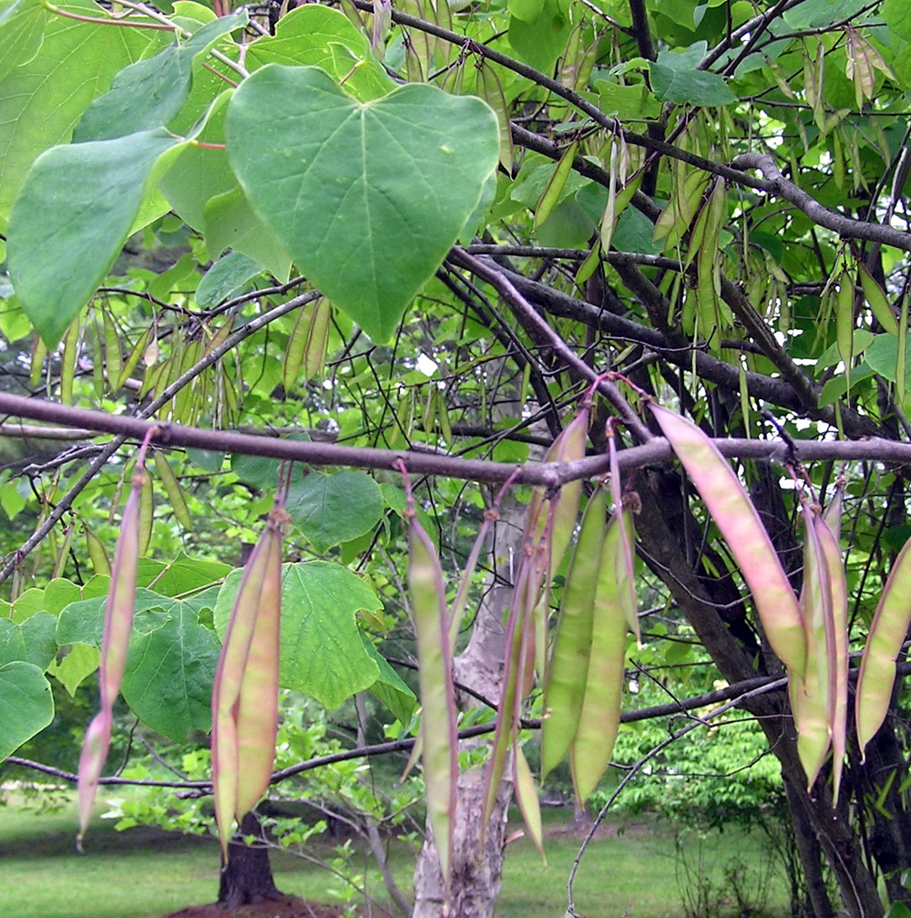 Redbud – Hiker's Notebook