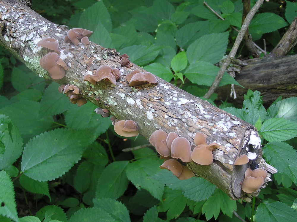 Auricularia auricular – Tree-ear – Hiker's Notebook