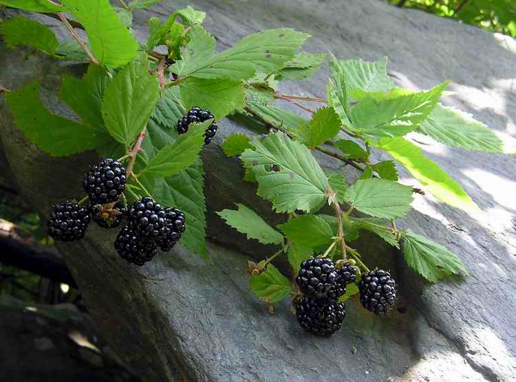 Blackberry – Hiker's Notebook