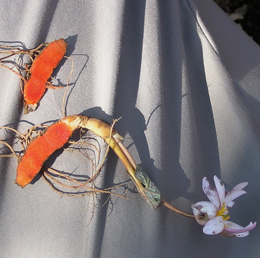 Bloodroot – Hiker's Notebook