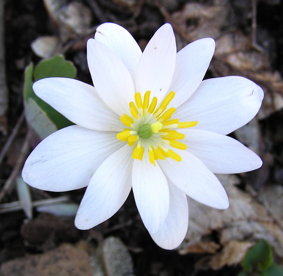 Bloodroot – Hiker's Notebook