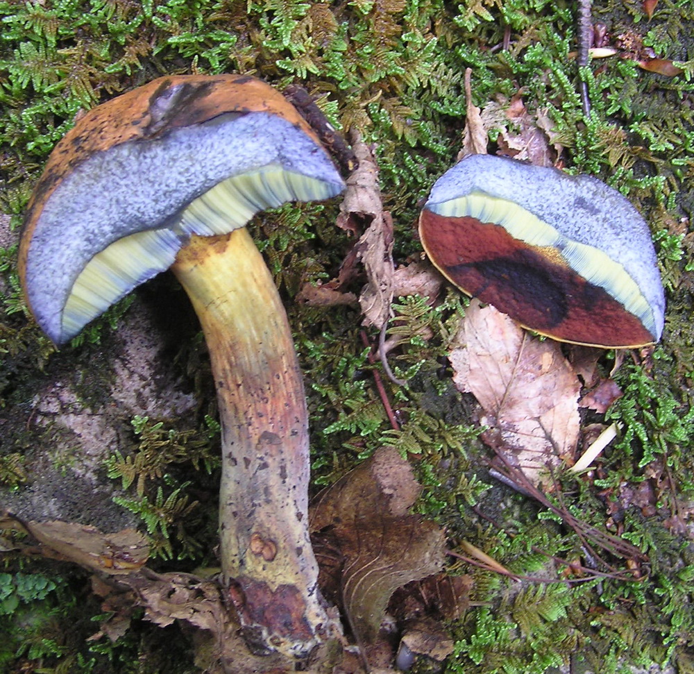 Two-Colored Bolete – Boletus bicolor – Hiker's Notebook