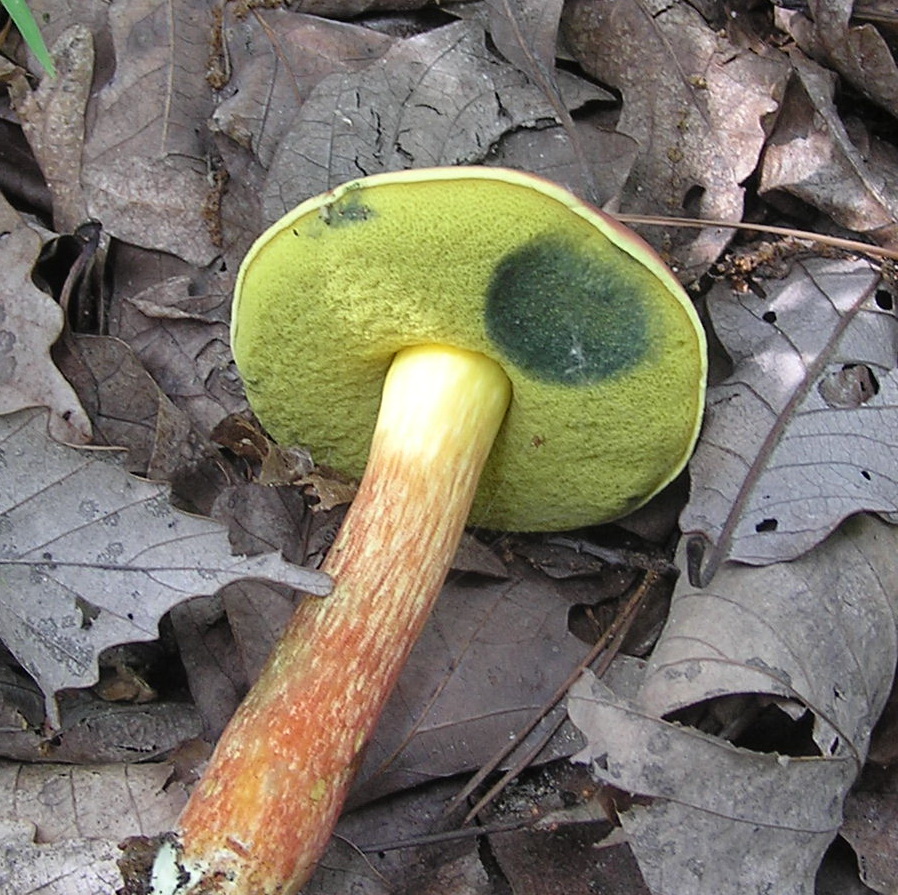 Two-Colored Bolete – Boletus bicolor – Hiker's Notebook