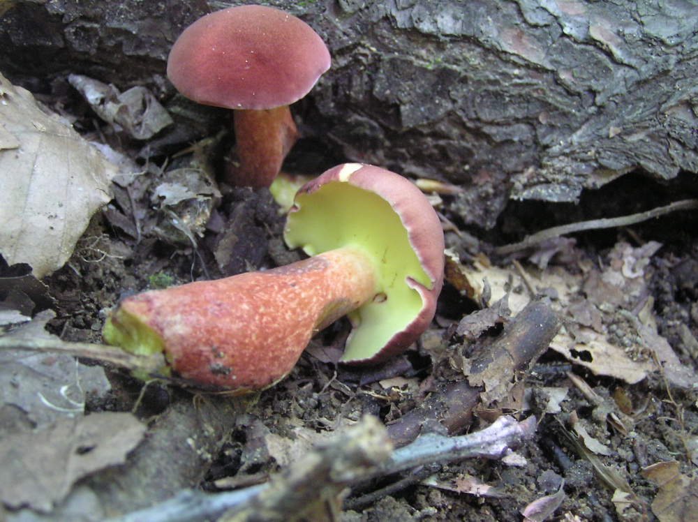 Two-Colored Bolete – Boletus bicolor – Hiker's Notebook