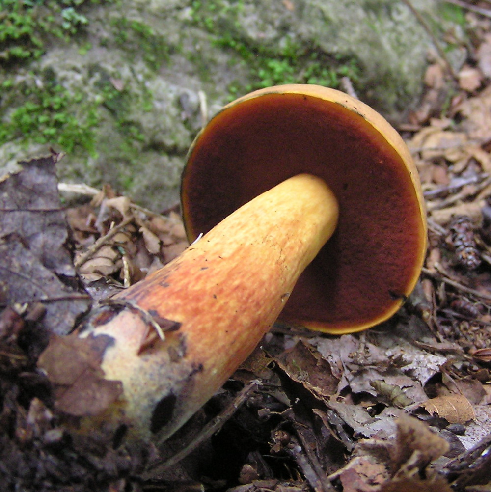 Two-Colored Bolete – Boletus bicolor – Hiker's Notebook