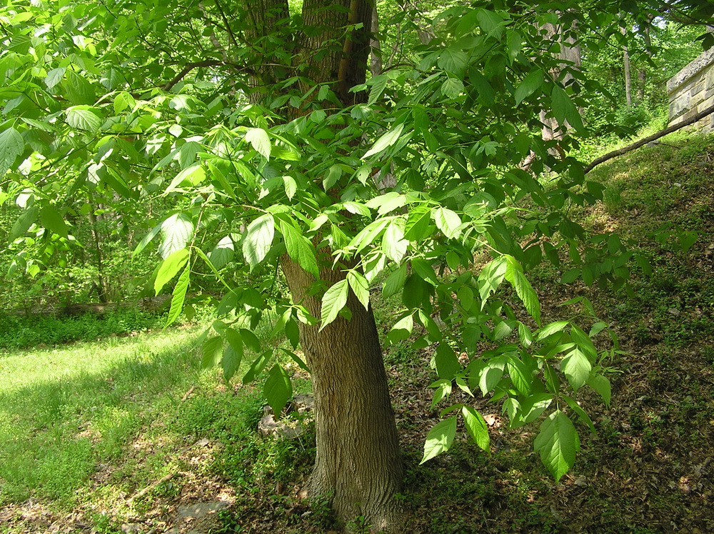 Boxelder – Hiker's Notebook