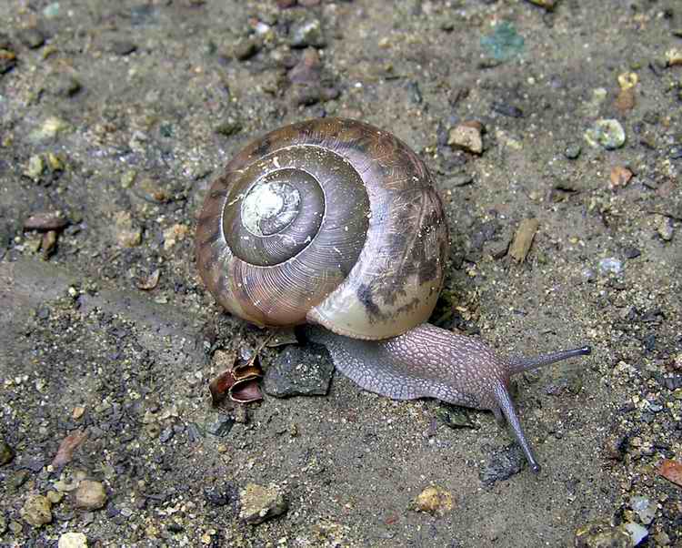 Brown Garden Snail – Hiker's Notebook