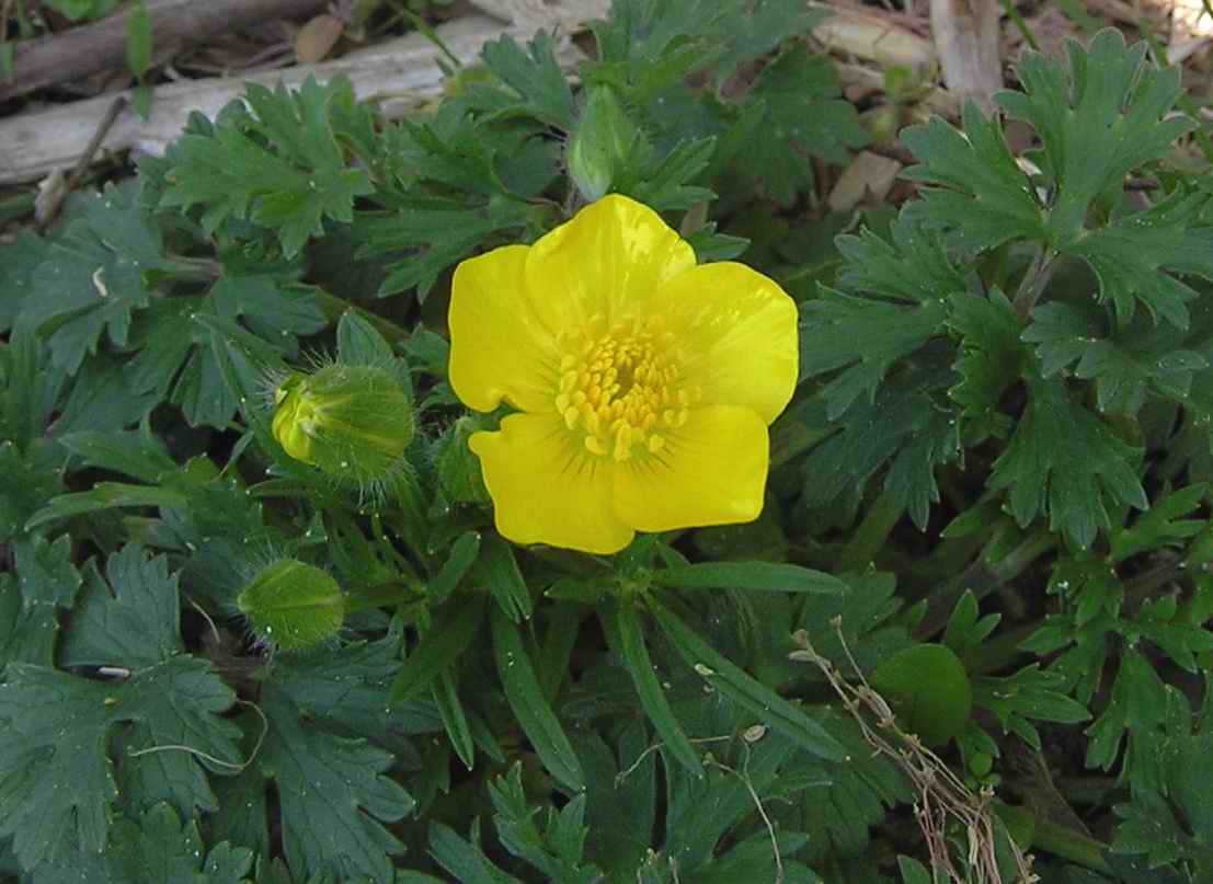 Bulbous Buttercup – Hiker's Notebook