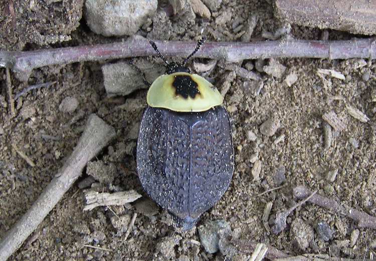 Carrion and Burying Beetles – Hiker's Notebook