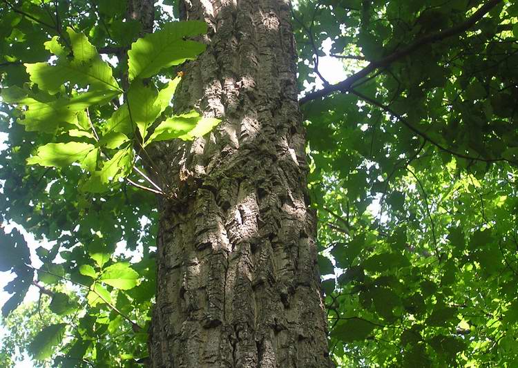 Chestnut Oak – Hiker's Notebook