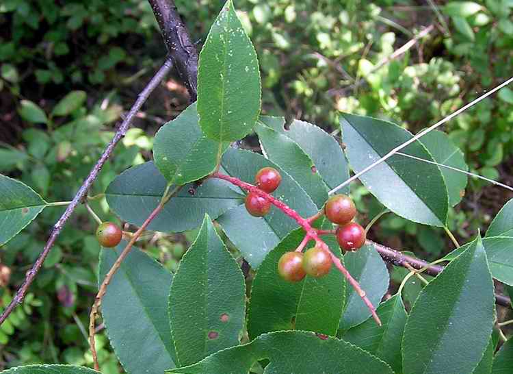 Chokecherry – Hiker's Notebook