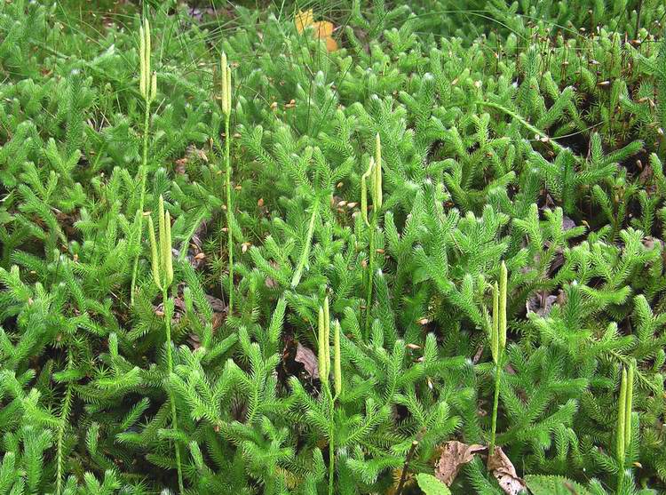 Club Moss – Hiker's Notebook