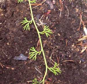 Club Moss – Hiker's Notebook