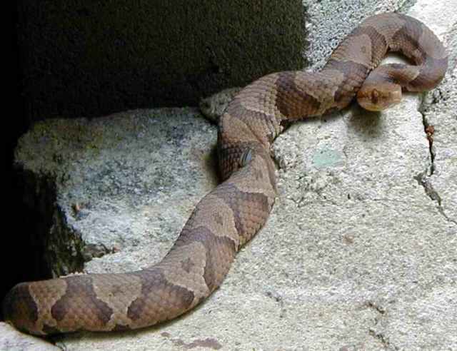 Copperhead Head West Virginia Candidate Suffers Snake Bites Removing