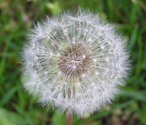 Dandelion – Hiker's Notebook