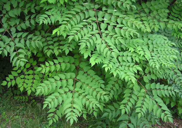 Devil’s Walking Stick – Hiker's Notebook