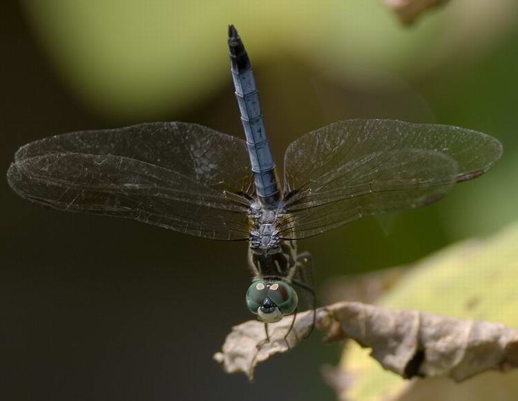 Dragonfly – Hiker's Notebook