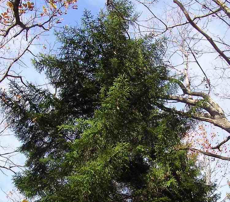 Eastern Hemlock – Hiker's Notebook