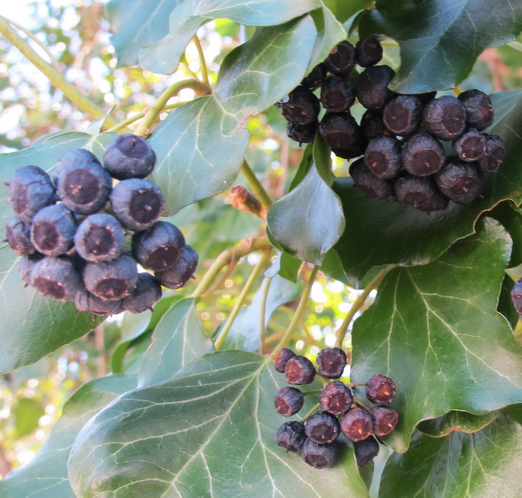 English Ivy – Hiker's Notebook