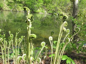 Fiddlehead Fern – Hiker's Notebook