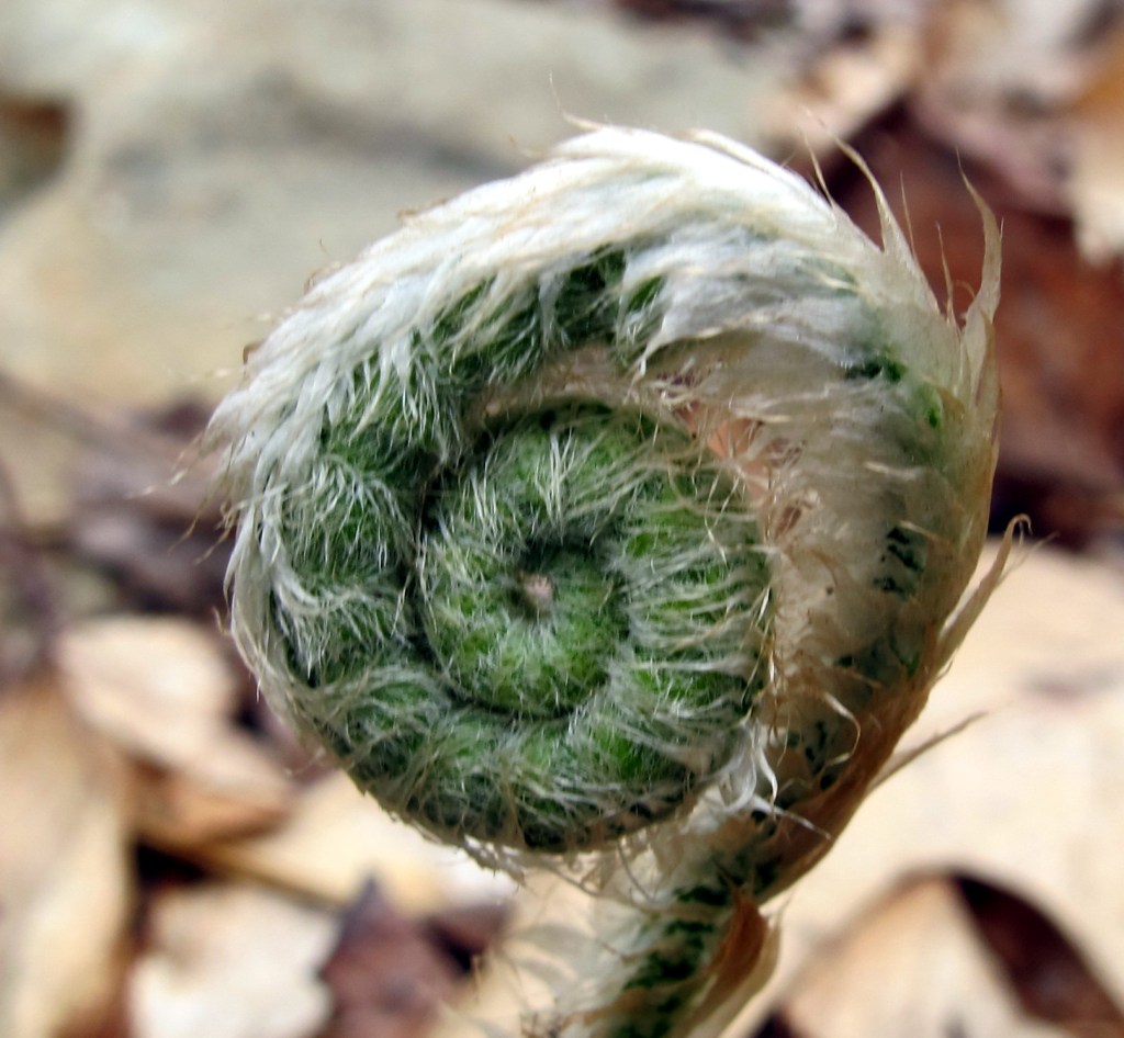 Fiddlehead Fern – Hiker's Notebook