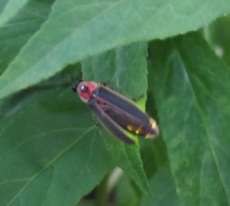 Firefly – Hiker's Notebook