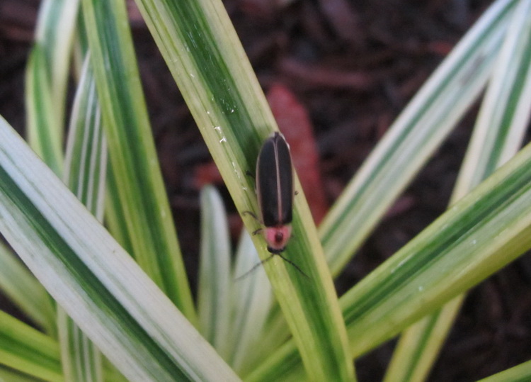 Firefly – Hiker's Notebook