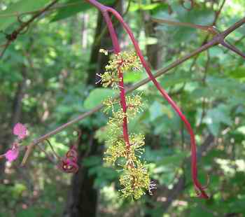 Fox Grape – Hiker's Notebook