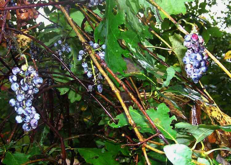 Fox Grape – Hiker's Notebook