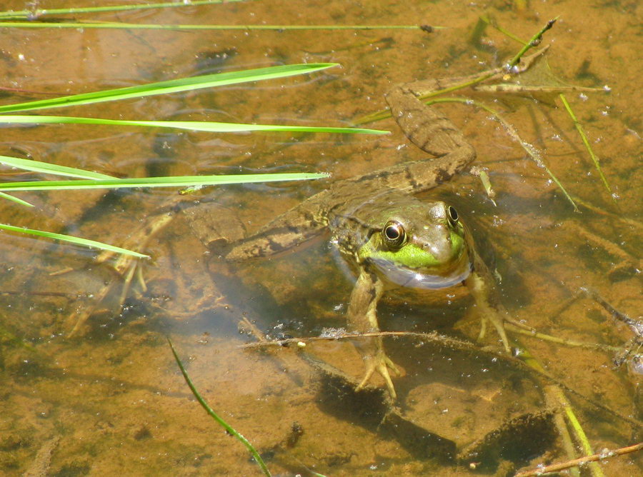 Green Frog – Hiker's Notebook