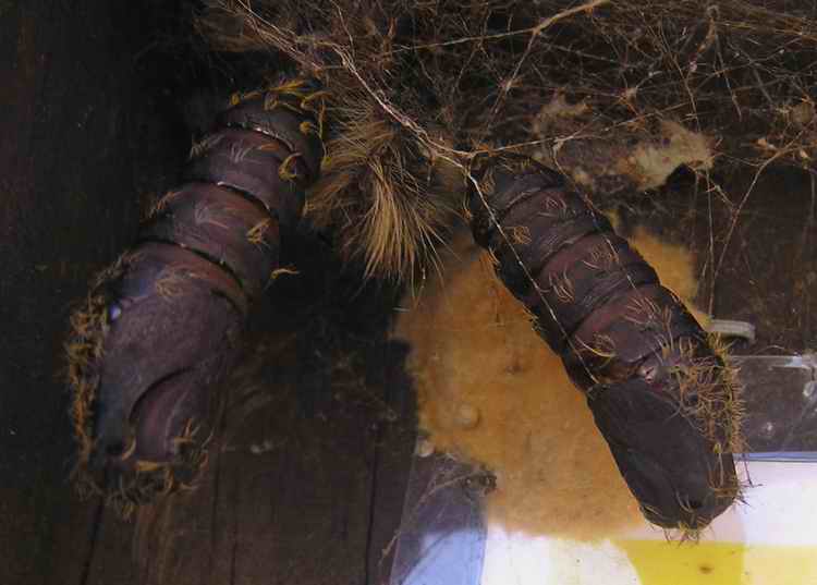 Gypsy Moth – Hiker's Notebook