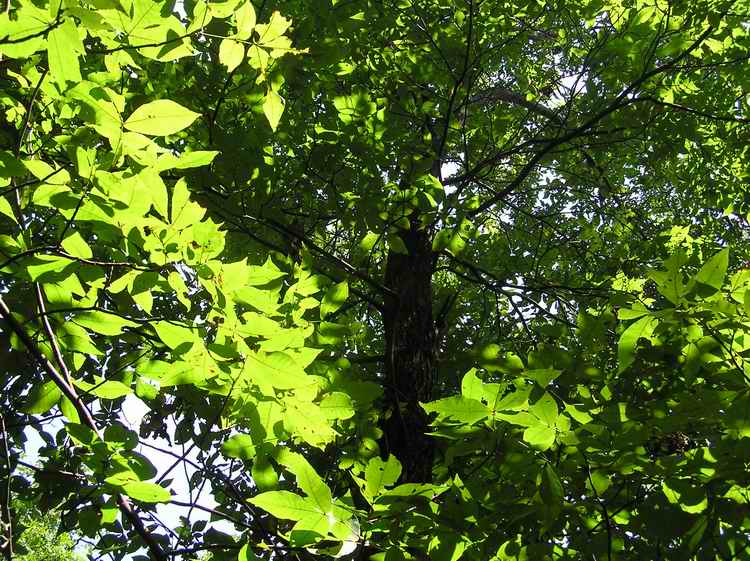 Pignut Hickory – Hiker's Notebook