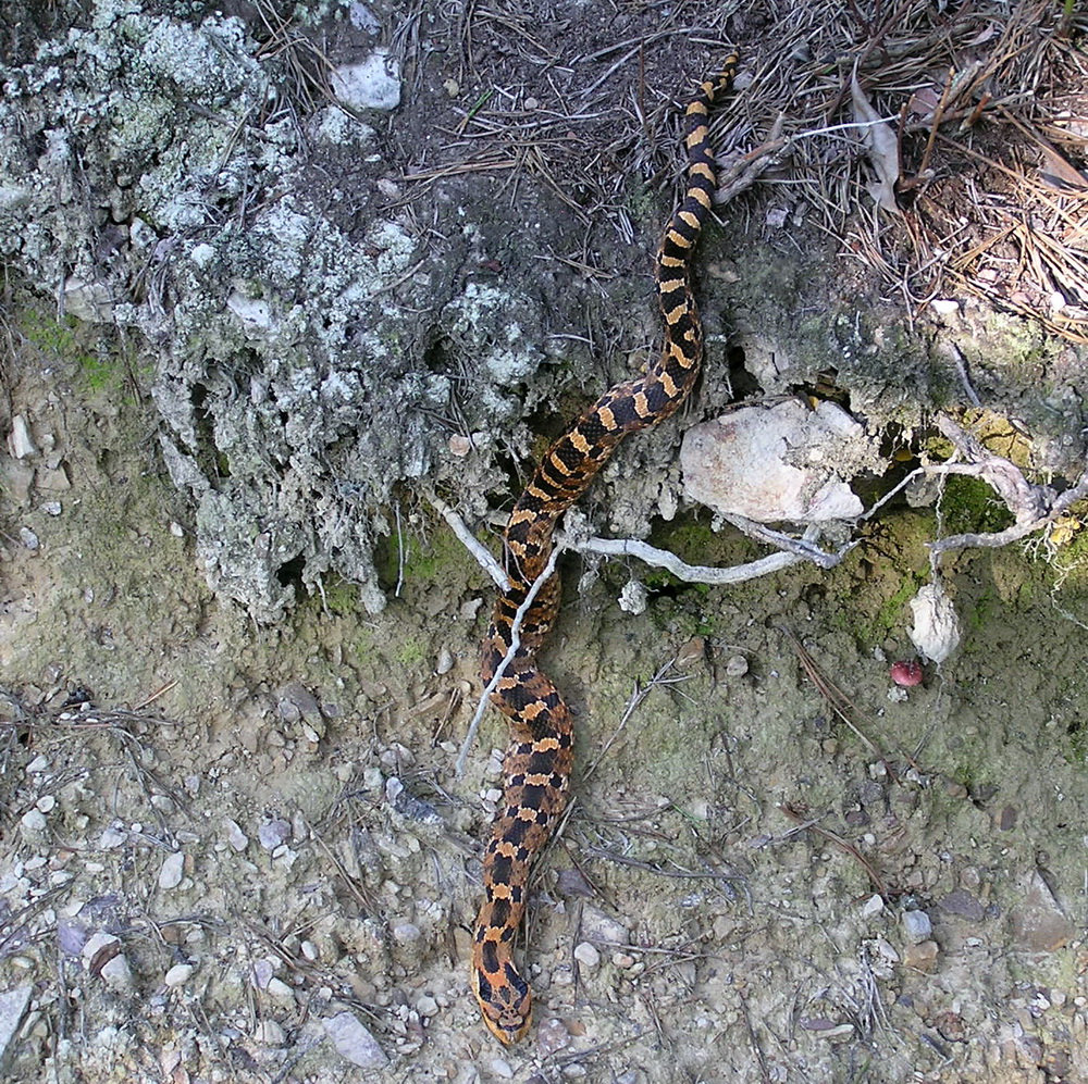 Hognose Snake – Hiker's Notebook