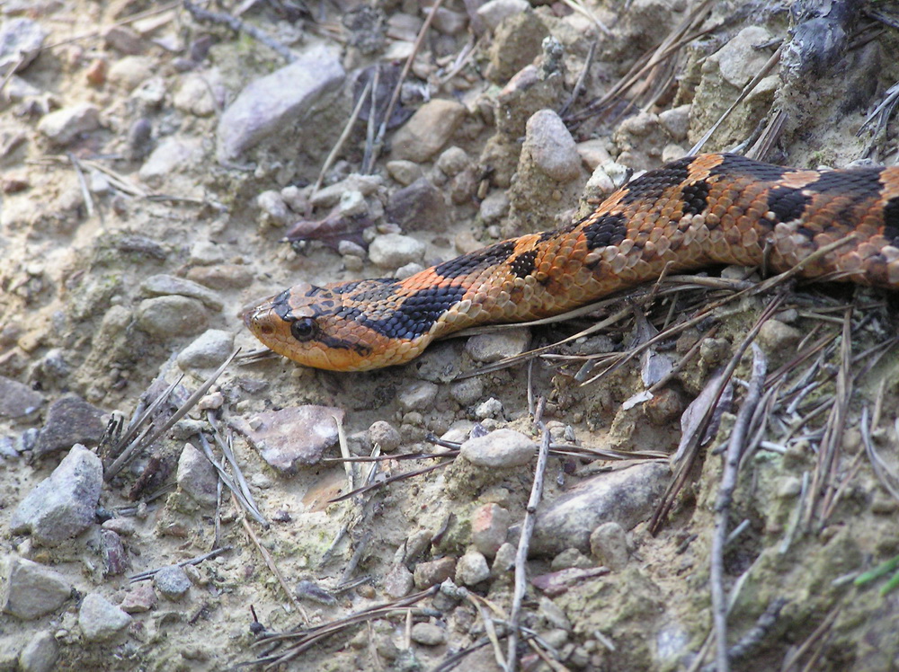 Hognose Snake – Hiker's Notebook