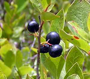 Huckleberry – Hiker's Notebook