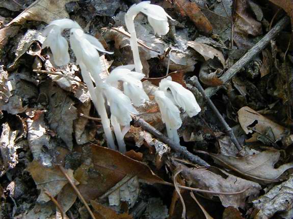 Indian Pipe – Hiker's Notebook
