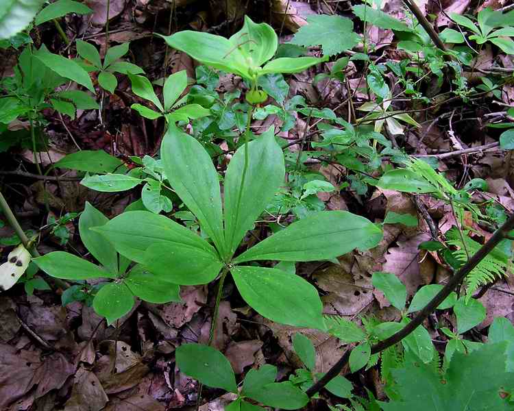 Indian Cucumber Root – Hiker's Notebook