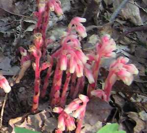 Indian Pipe – Hiker's Notebook