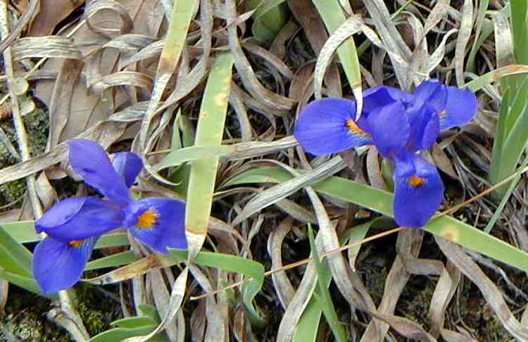 Dwarf Iris – Hiker's Notebook