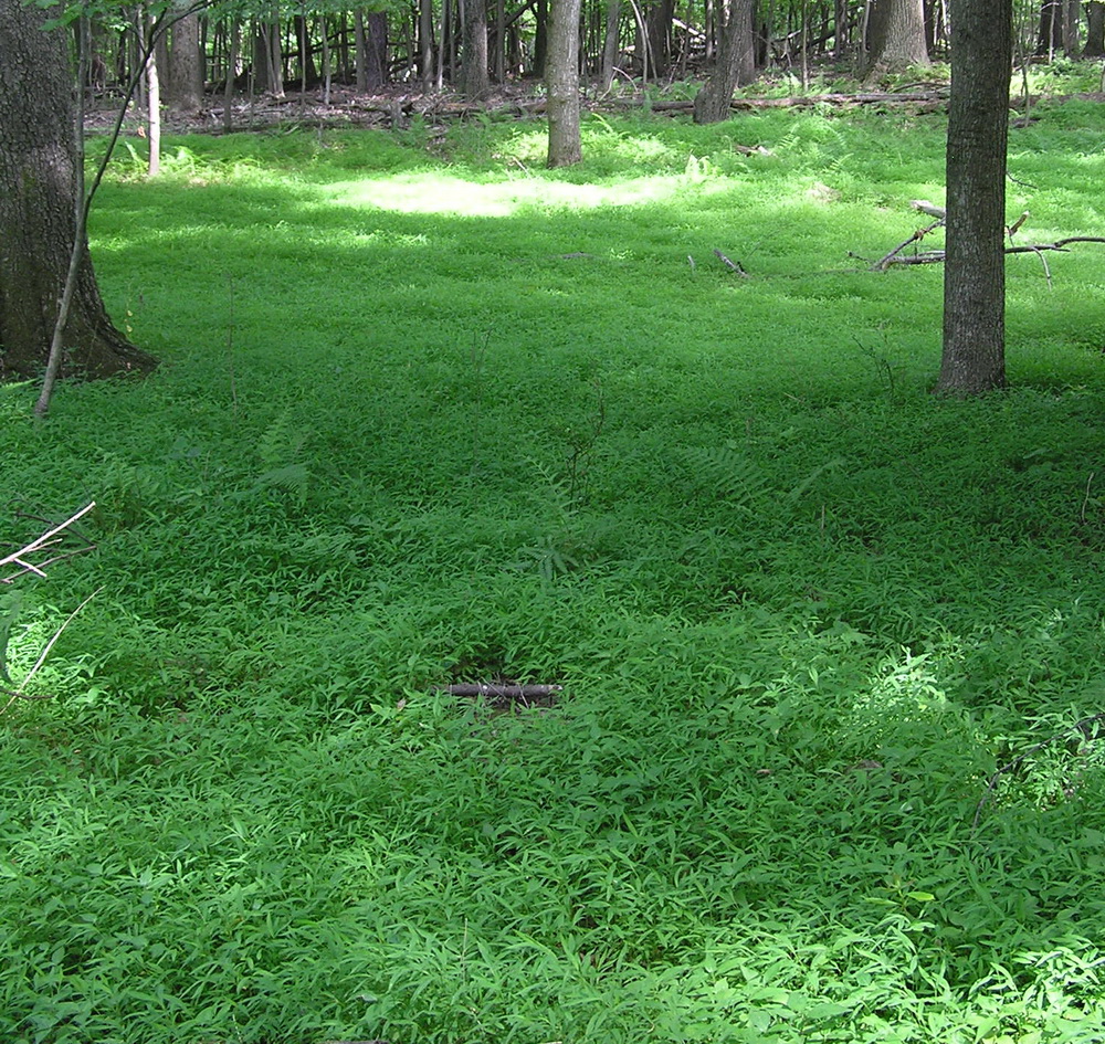 Japanese Stiltgrass – Hiker's Notebook